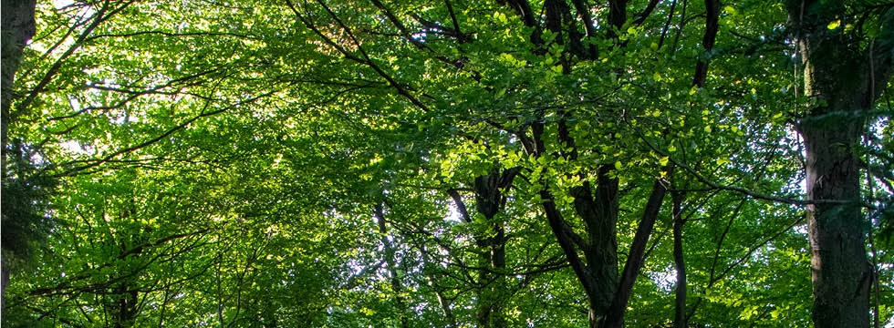 Programme Green Canopy The Household Division Official Site